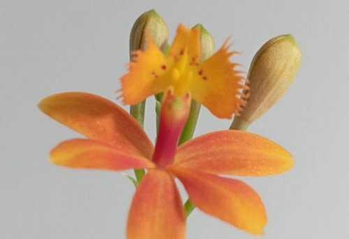 Орхидея эпидендрум оранжевая