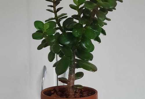 Крассула Овата Минор /Crassula Ovata Minor