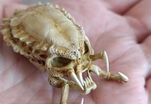 Череп Хищника " Predator skull" 1/12