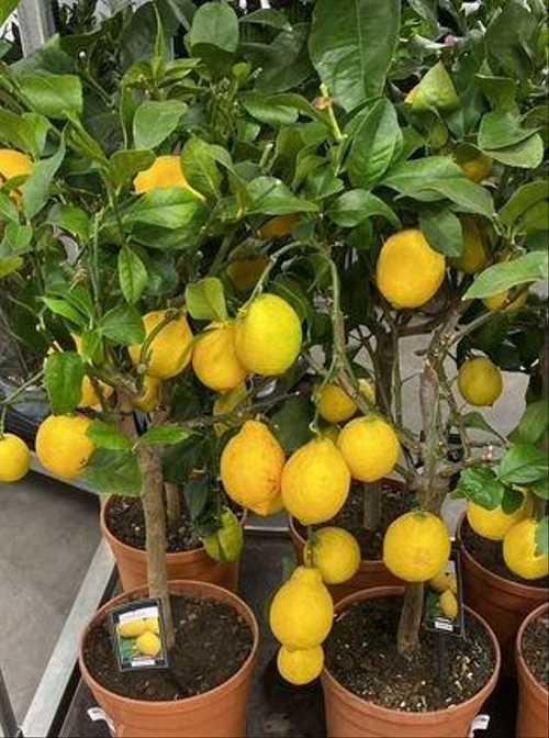 Лимонное дерево Мандармновое 75-120 см