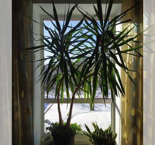 Юкка, большое комнатные растения
