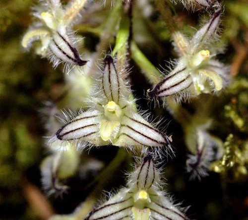 Орхидея Bulbophyllum Lindleyanum