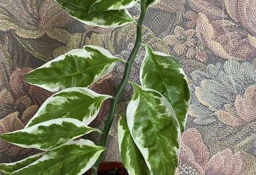 Педилантус с очень крупными листьями