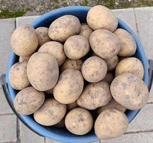 Картофель семенной