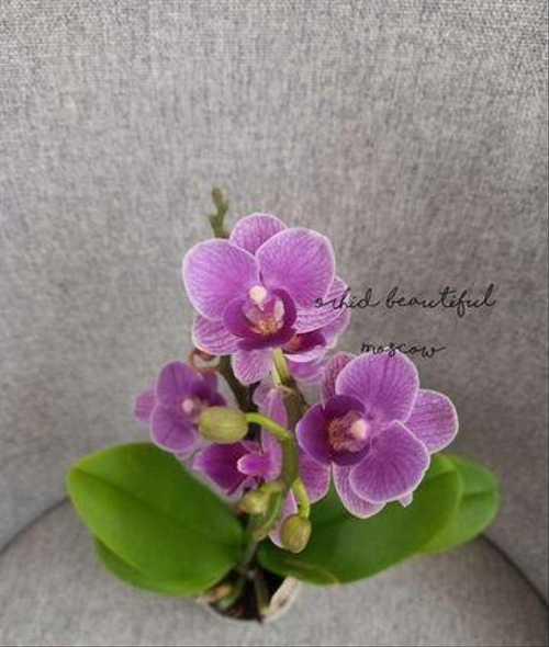 Орхидея фаленопсис violet queen