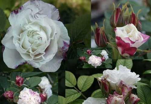 Канадская роза Луиза Багнет