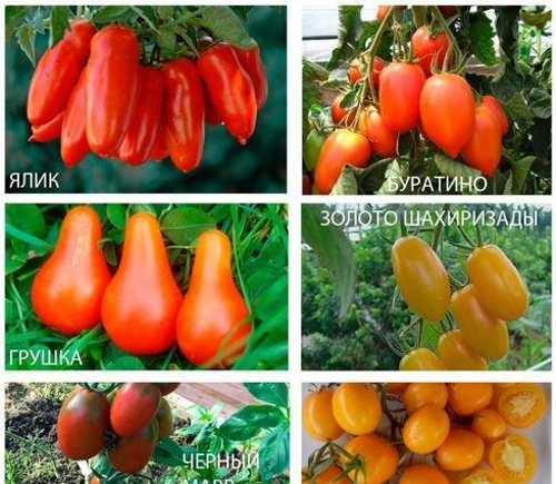 Семена лучших помидоров(томатов)