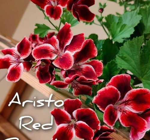 Королевская пеларгония Aristo red beauty