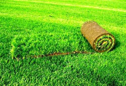 Газонная трава в рулонах в наличии