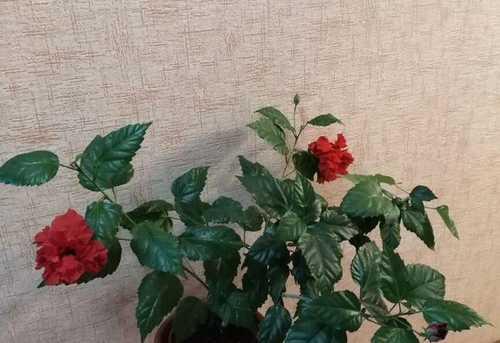 Гибискус китайская роза, драцена, замиокулькас