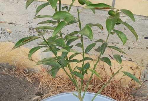 Растения Кумкват