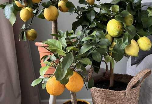 Лимонное дерево лимон привитый