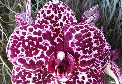 Phal. Lioulin Wild Cat