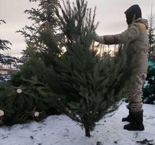 Ель пихта новогодняя