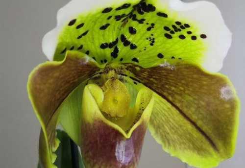 Орхидея Пафиопедилум 2
