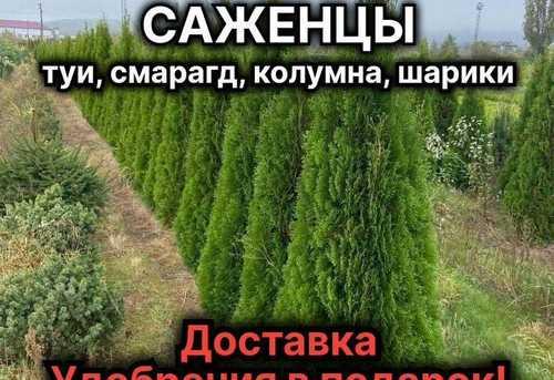 Саженцы туи