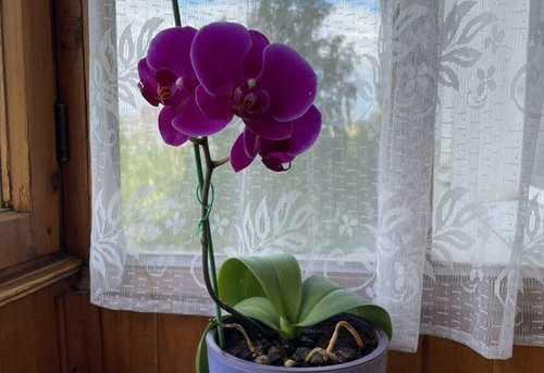 Орхидея фаленопсис (цветущая)
