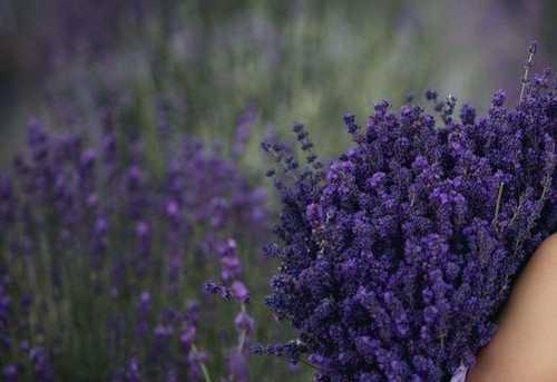 Семена лаванды Hidcote