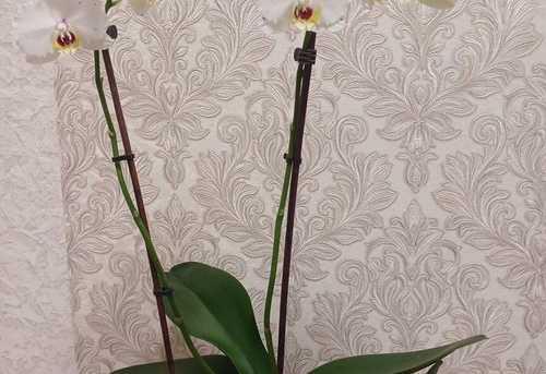 Орхидея фаленопсис бронь