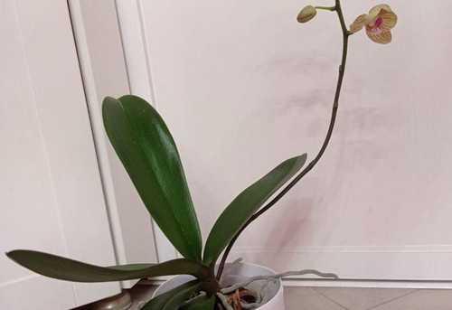 Орхидея фаленопсис торино