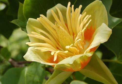 Тюльпановое дерево (лат. Liriodendron tulipifera)