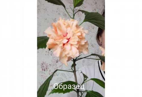 Гибискус (китайская роза) персиковая, махровая