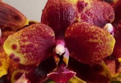 Ароматная орхидея Allura Voodoo