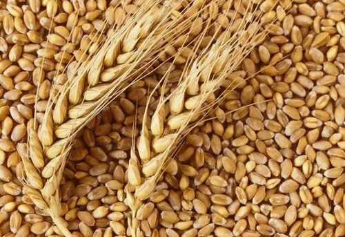 Семена пшеницы яровой квс Аквилон рс1