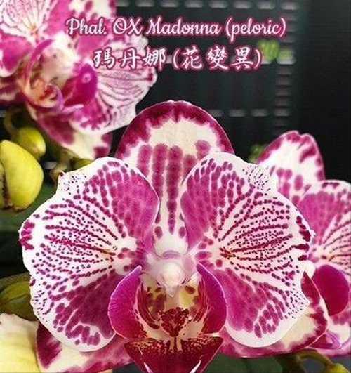 Орхидея Phal. OX Madonna (peloric)