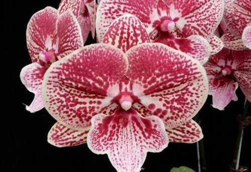 Орхидея Phal. JC28
