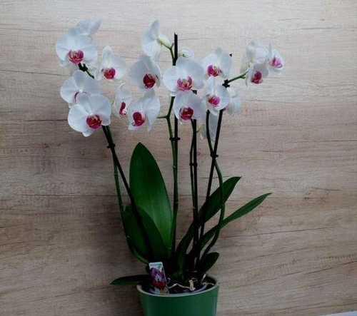 Орхидея Фаленопсис букетная 4 ветви в горшке