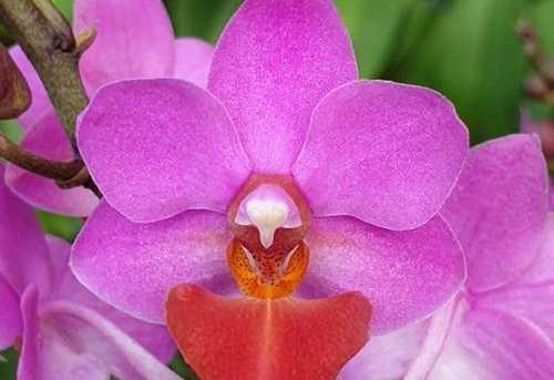 Орхидея Liu's Тriprinсе 'рink'