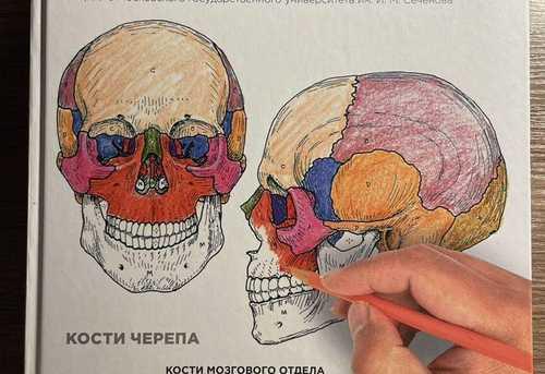 Анатомия человека: Атлас-раскраска