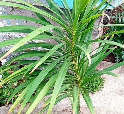 Кордилина пальма