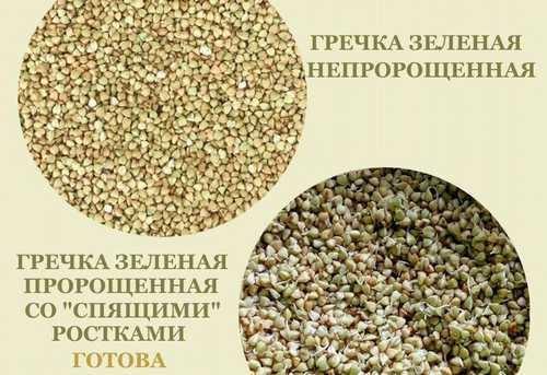 Пророщенные зерна:пшеница, рожь, зел. греча, полба