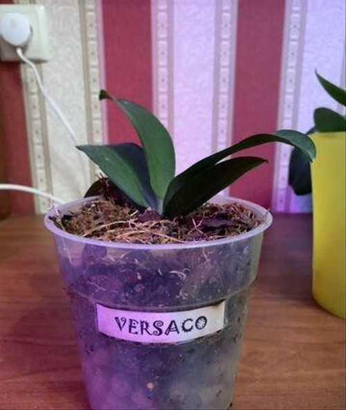 Орхидеи подростки