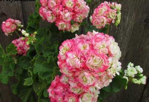 Герань Applblossum Rosebud