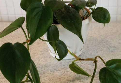 Филодендрон сердцевидный молодое растение