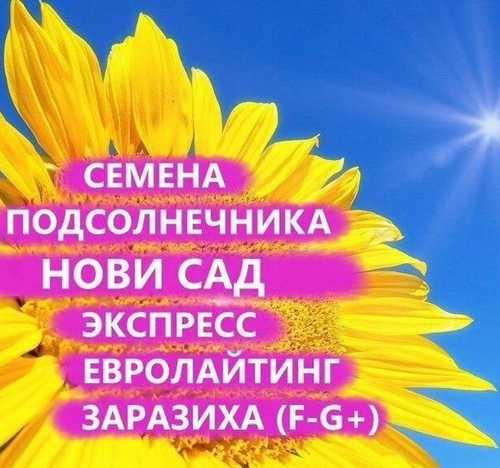 Семена подсолнечника нсх 6010 Евролайтинг Гибриды