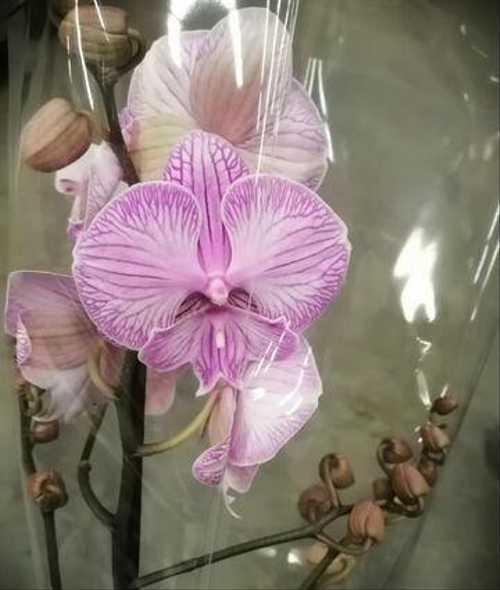 Фаленопсис биг лип розовый гибрид 747 орхидея