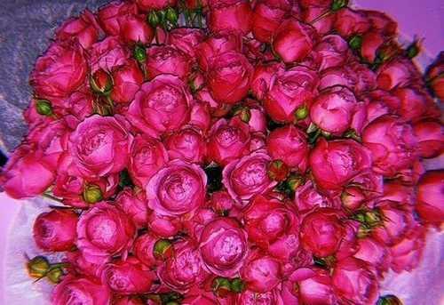 Цветы Пионы 101 Роза