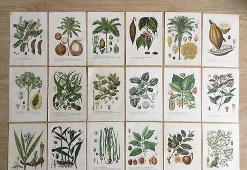 Листы из ботанической книги 70-е, паспарту