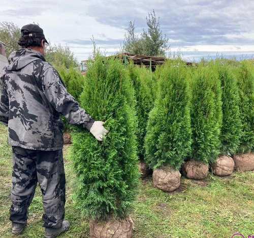 Саженцы Туя Смарагд 140-160см. Оптом и в розницу