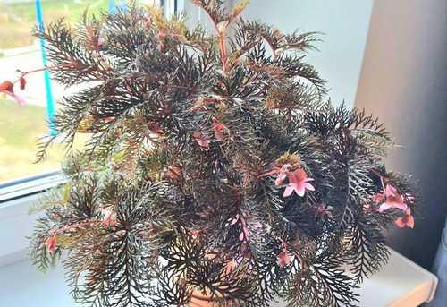 Begonia bipinnatifida (Бегония бипиннатифида)