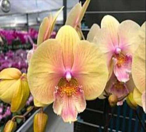 Орхидея Фаленопсис Phal. Golden Cheese