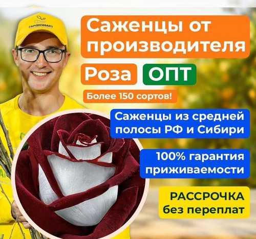 Саженцы роз оптом