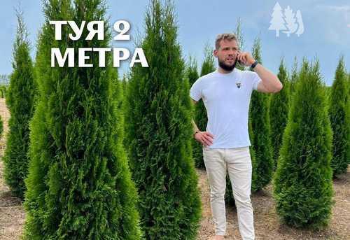 Туя 2 метра