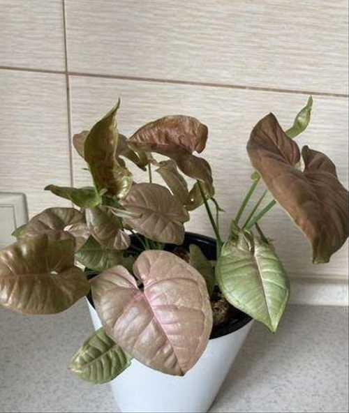 Сингониум ред харт