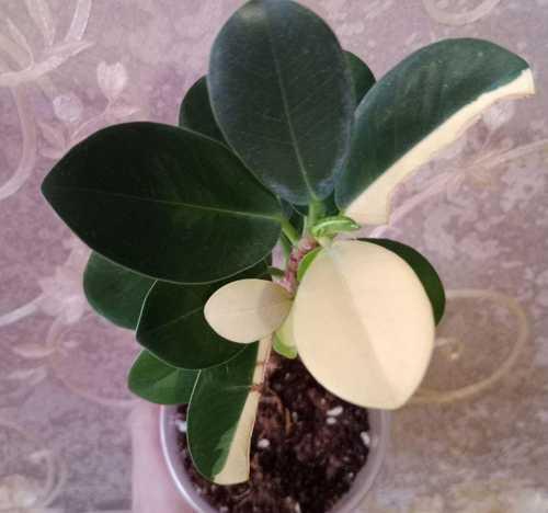 Ficus green island variegata. Грин исланд вар