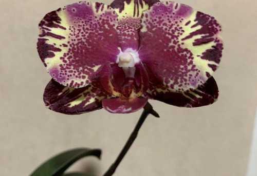 Орхидея фаленопсис биг бен